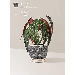 LE TAUCI Cement Planters Pots for Indoor Plants, 5.5 Inch Boho Plant Pots with Drainage Holes & Saucers, Decorative Succulent Pots Indoor, Bonsai Pots, Unglazed, Set of 2