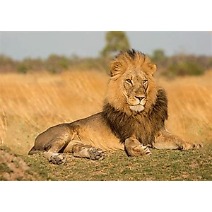 JINTU 420-800mm f/ 8.3-F16 Manual Telephoto Camera Zoom Lens for Canon EOS DSLR Cameras 4000D 90D 60D, 70D 77D, 70D,80D, 850D 650D, 750D, 7D, T7i, T7s, T7, T6s, T6i, T6, T5i, T5, SL2 SL1 Digital