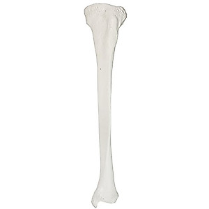 Axis Scientific Tibia Bone Model | Left | Cast from a Real Human Fibula Bone l Lower Leg Bone Model Has Realistic Texture and Important Bony Landmarks