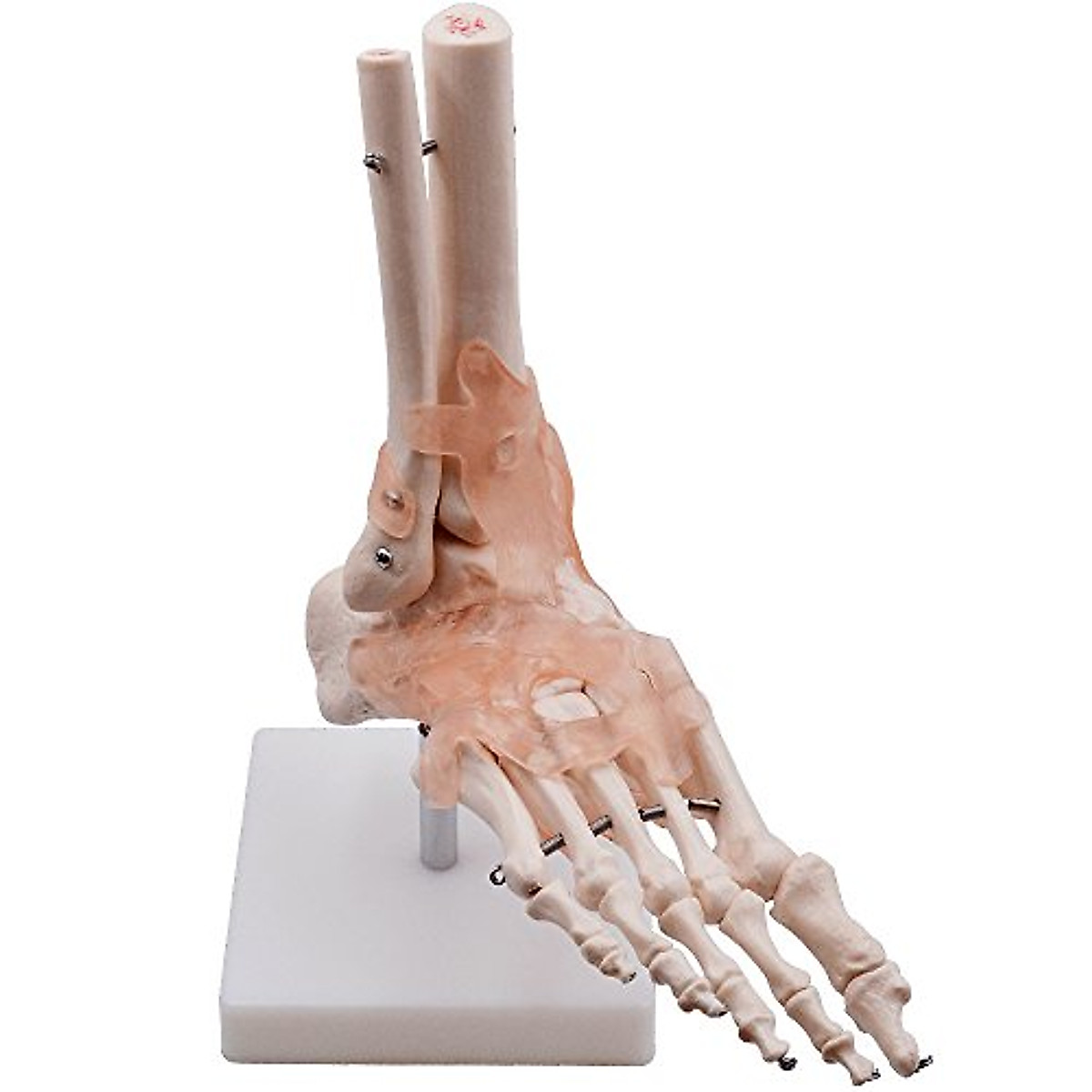 Foot Joint Model Human Foot Ankle Joint Model with Ligament Medical Science Life Size