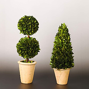 Boxwood VALLEY Real Preserved Boxwood Evergreen Potted Tree Globe Tree Topiary in Terracotta Planter, Home Decor Farmhouse (Double Balls Topiary, 20 inches)
