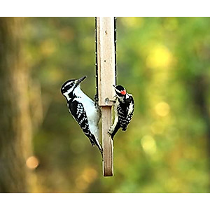 Kettle Moraine Cedar Double Suet Cake Tail Prop Suet Bird Feeder with Hanging Cable