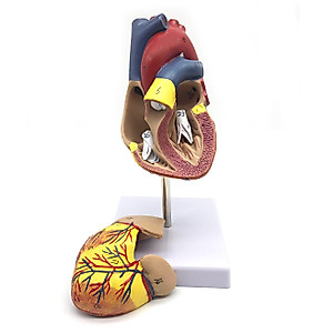 XINDAM 1: 1 Human Heart Model, Anatomically Accurate Heart Model Life Size Human Skeleton Anatomy for Science Classroom Study Display Teaching Medical Model