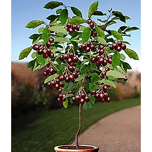 150+ Dwarf Bonsai Fruit Tree Seeds for Planting, 50+ Lemon Tree Seeds /50+ Cherry Tree Seeds /50+ Orange Tree Seeds (3 Variety Individual Packs)