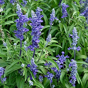 CHUXAY GARDEN Blue Salvia Farinacea,Mealycup Sage,Mealy Sage 500 Seeds Perennial Herb Plant Easy for Planting Butterflies and Hummingbirds Love It Great for Garden