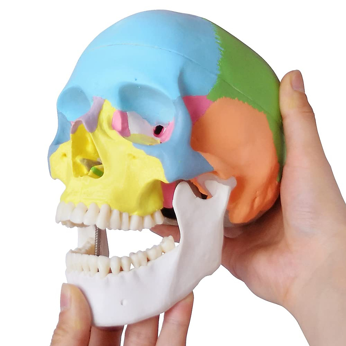 Merinden Painted Human Skull Model, Life Size Replica Medical Anatomy Adult Model with Removable Skull Cap and Articulated Mandible, Full Set of Teeth, 3-Part Didactic Skull Anatomical Model