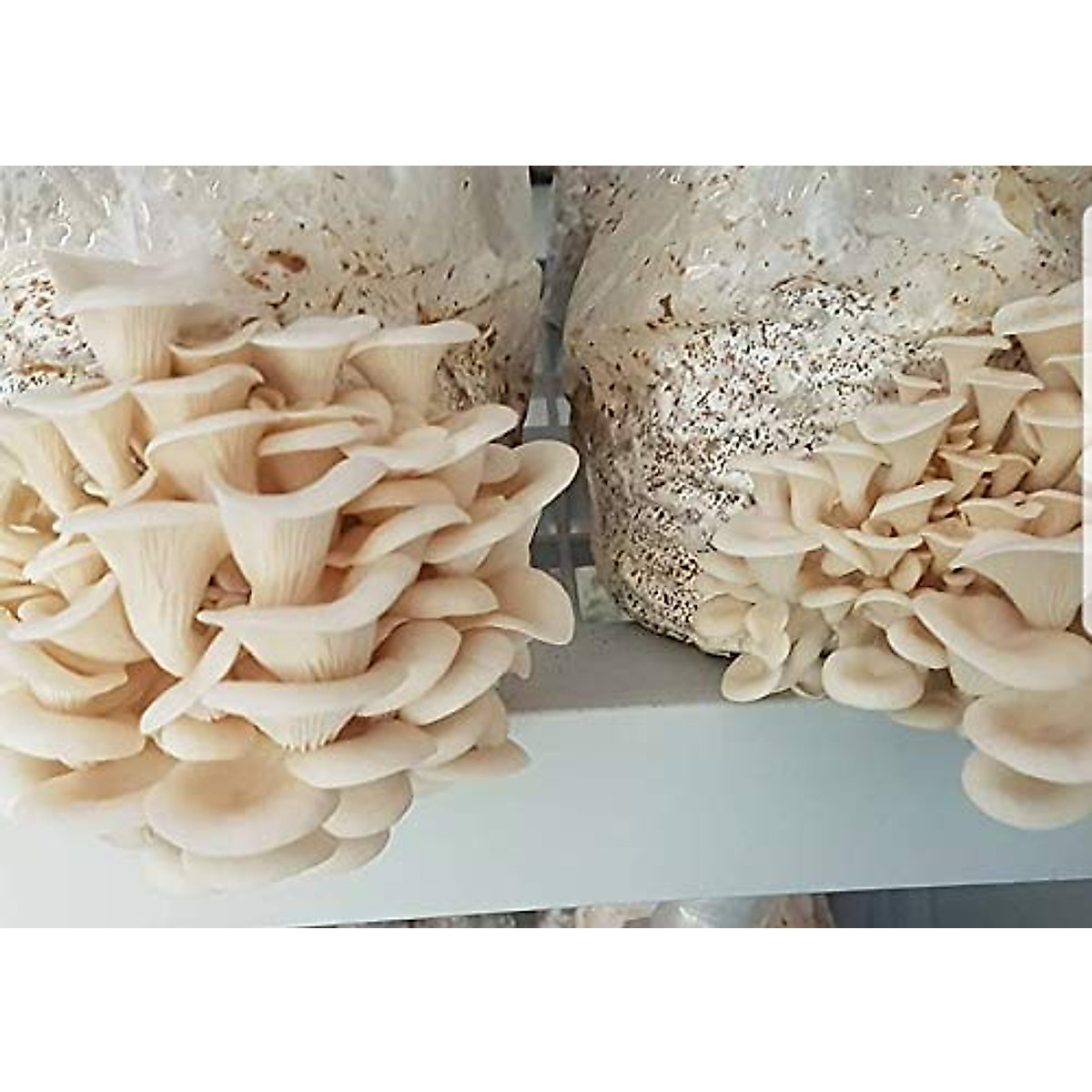 100 Grams/4 oz of White Elm Oyster Mushroom Spawn Mycelium to Grow Gourmet and Medicinal Mushrooms at Home or commercially - Use to Grow on Straw or Sawdust Blocks - G1 or G2 Spawn