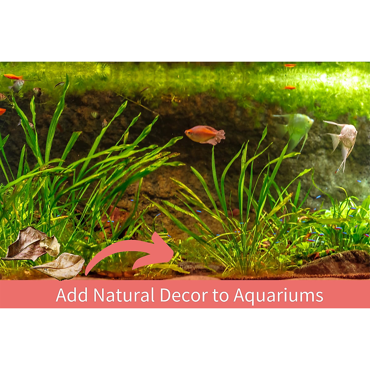 Snout and Shell 10 Mini Coconut Botanical Pods - Aquarium Pods Reduce Algae & freshen Tank Water - Terrarium, Vivarium & Aquarium Decor & Natural Tannins, Brown, 1-1.5 inches