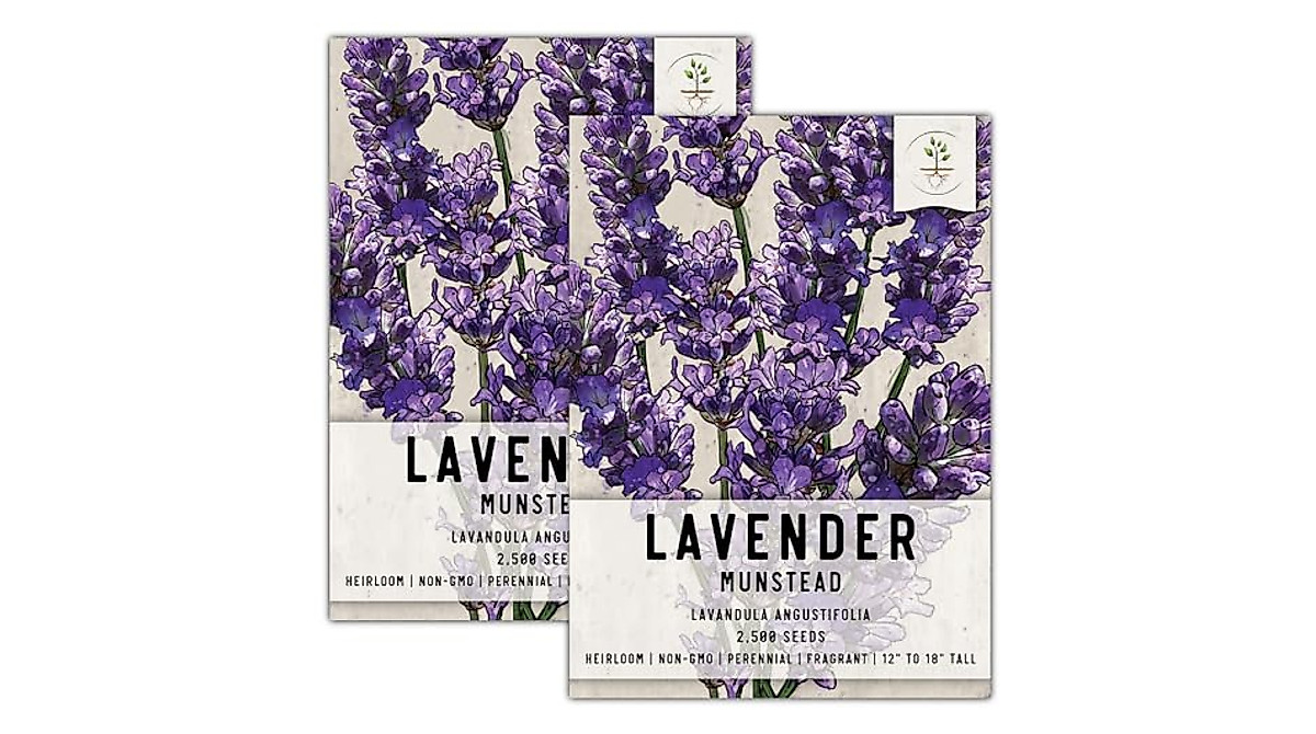 Munstead Lavender Seeds – Non-GMO Heirloom for Fragrant Gardens