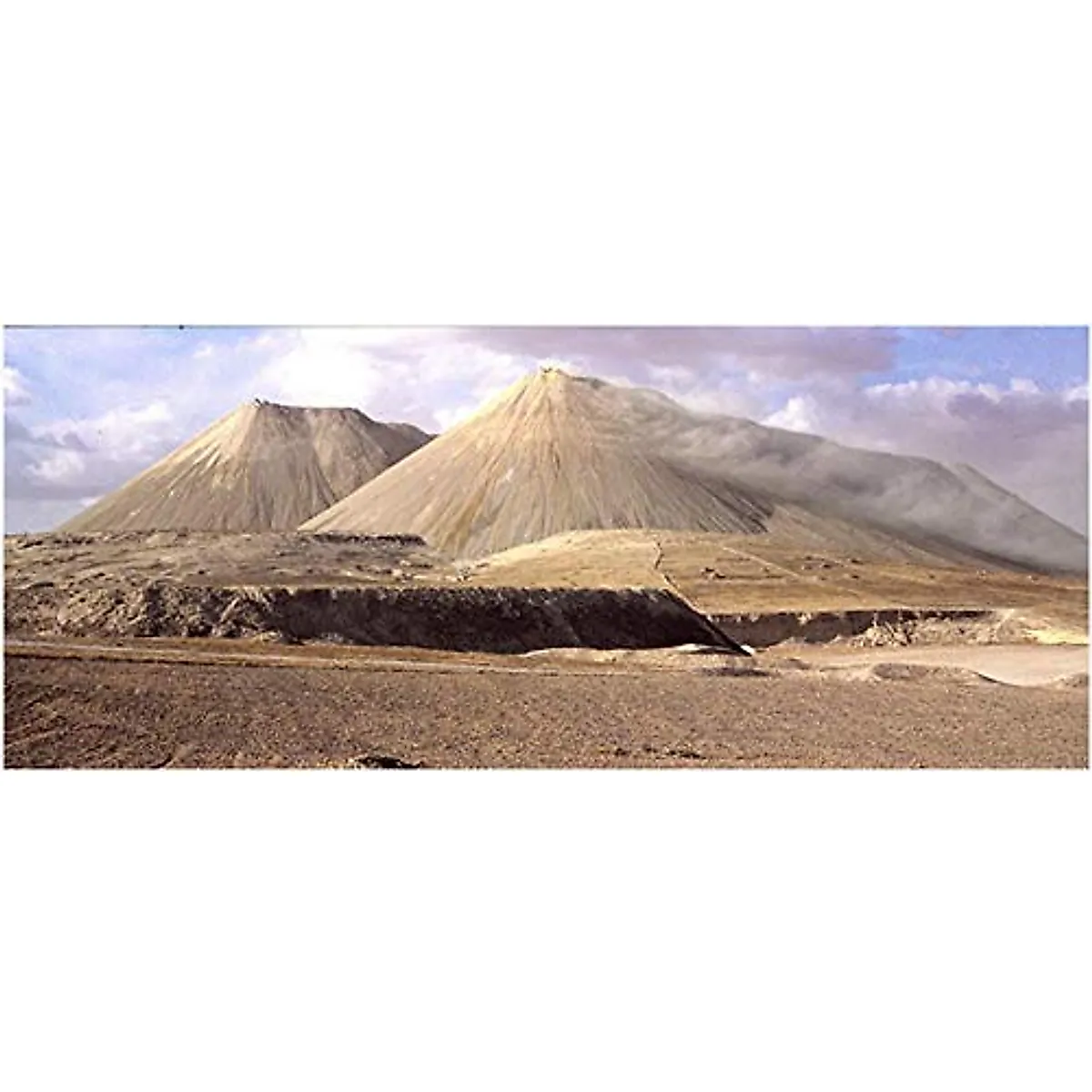 Genuine Very Large Calymene Trilobite Fossil from The Anti-Atlas Region of Morocco, N.Africa with Free Acrylic Display Stand, Fact Sheet & COA Bundle