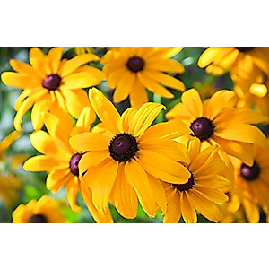 Black Eyed Susan Seeds for Planting, 5000 Seeds, Giving You Beautiful Black Eyed Susan Flowers, Non-GMO, Heirloom Seed Varieties