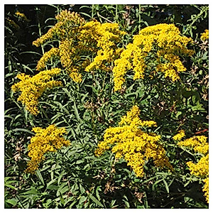 Everwilde Farms - 2000 Old Field Goldenrod Native Wildflower Seeds - Gold Vault Jumbo Seed Packet