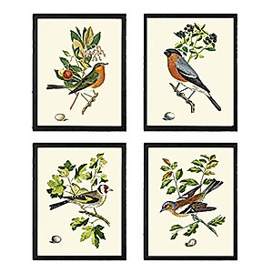 Bird Print Set of 4 Prints Antique Art Beautiful Colored Colorful Natural Science Summer Garden Nature Fruit Berries Tree Branch Leaf Home Room Wall Decor Unframed CJ