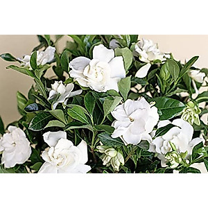 Gardenia Seeds, White Fragrant Blooms and Glossy Green Foliage-50 Seeds