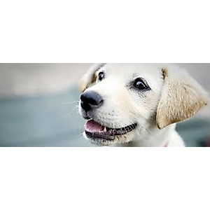 PET SUPPLEMENTS Dog Immune Treats - Advanced Immune System Support - CHEWABLE - for Dogs - Turmeric for Dogs Joints - 2 Bottle (180 Chews)