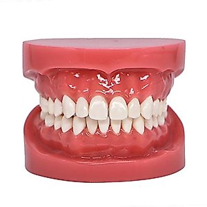 Dental Typodont Standard Teeth Model for Teaching Practice Demonstration Flossing Teeth Model for Study Adult Standard Teaching Model(1 Piece)
