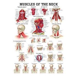 Muscles of the Neck Laminated Anatomy Chart