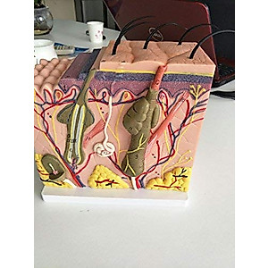 Tdou 50 Times Human Big Anatomical Skin Magnified Tissue Structure Model with Hair 35X/50X/70X Enlarged for Biology Minimally Invasive Cosmetic Surgery Teaching Models