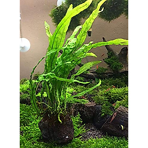 Mainam Java Fern Planted on Driftwood Microsorum Pteropus Freshwater Easy Low Light Live Aquarium Plant Decorations 3 Days Guarantee
