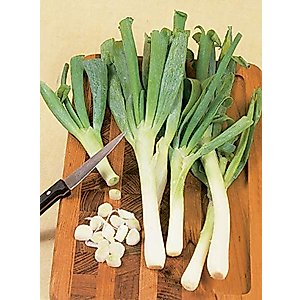 Large American Flag Leek Seeds for Planting (300mg) | Non GMO, Heirloom, USA Seeds | Garden Vegetable Scallion Onion | Crisp Sweet Flavor Great Tasting