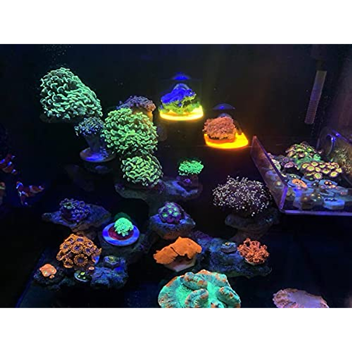 Fluorescent Green Coral Frag Holder Acrylic Coral Rack with Powerful Suction Cup and Placstic Screws Suitable for Household Fish Tanks (2pcs 1 Plug Hole Green+Orange)
