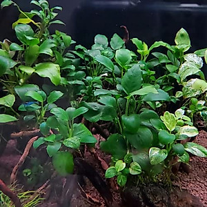 Mainam 3 Different Anubias Nana Java Fern Windelov Java Moss Tropical Freshwater Live Aquarium Plant Decorations 3 Days BUY2GET1FREE