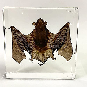 Bat Specimens Encased in Resin Paperweight Biology Anatomy Preschool Lab Educational Teaching Toy
