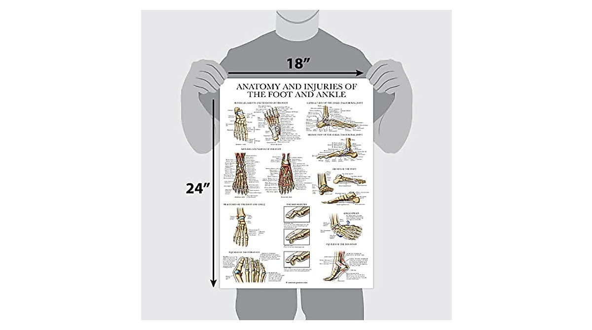 Foot & Ankle Anatomy Poster - Durable Laminated Chart for Education