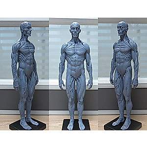 NSKI 1:6 30cm Resin Human Skeleton Anatomical Model Anatomy Skull Sculpture Head Body Muscle