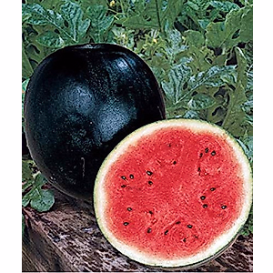 CEMEHA SEEDS Watermelon Black Beauty Early Rare Giant Fruit Heirloom Organic Non-GMO