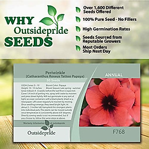 Outsidepride Vinca Periwinkle Papaya Garden Flower, Ground Cover, & Container Plants - 50 Seeds