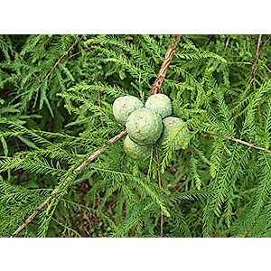 Bald Cypress | 10 Live Trees | Taxodium Distichum | Fast Growing Shade Tree Wet Tolerant