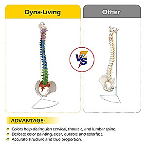 Dyna-Living Life Size Human Spine Model 33.46in/85cm Spine Anatomical Model Colored Flexible Spine Model with Vertebrae Cervical Lumbar Spine Anatomy Model with Nerves Used for Medicine Research