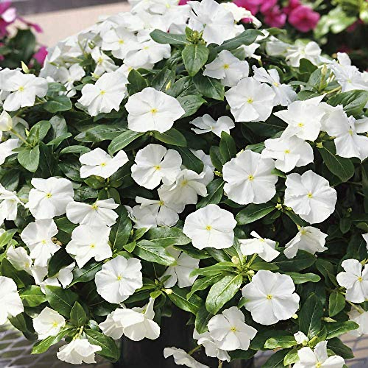 Outsidepride Vinca Periwinkle White Garden Flower, Ground Cover, & Container Plants - 4000 Seeds