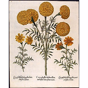 [Multiflorous Aztec marigold (African marigold)] Caryophyllus Indicus flore multiplici luteo pleno maior; [French marigold] Caryophyllus Indicus flore luteo simplici minor; [French marigold] Caryophyllus Indicus floreauros simplici minor