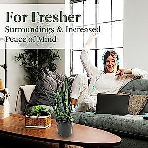 AMERICAN PLANT EXCHANGE Sansevieria Trifasciata Black Coral Live Plant, 3 Gallon, Indoor/Outdoor Air Purifier