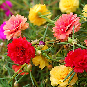 LUOJIBIE Moss Rose Seeds, 10,000+ Bulk Flower Seeds for Planting Outdoors(99% Pure Live Seeds, Non-GMO), Mixed Colors and Large Blooms, Annual Perennial, Easy to Grow, Attracts Pollinators