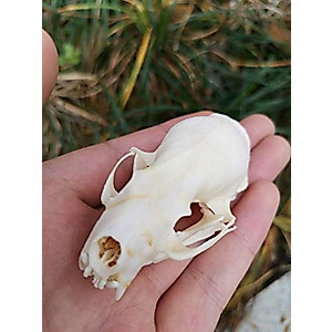 yllxyr.Asahi Weasel Skull Taxidermy Supplies Art Bone Vet Medicine 1:1