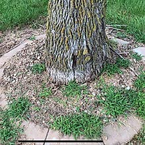 Natural Elements Weed Killer | Pet Safe, Safe Around Children | Natural Herbicide (1 Gallon)