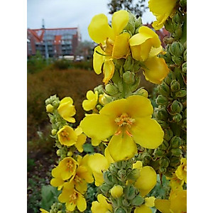 Earthcare Seeds Great Mullein Verbascum thapsus 150 Seeds Heirloom- Non GMO - Open Pollinated