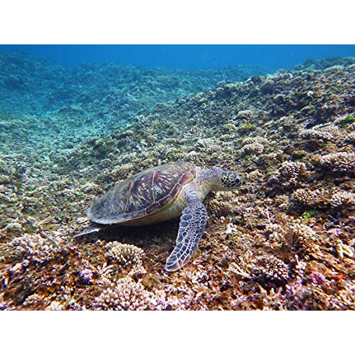 Ricoh WG-70 Orange Waterproof Digital Camera 16MP