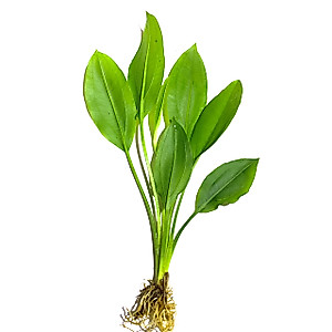 Marcus Fish Tanks - Amazon Sword Echinodorus Bleheri Easy Live Aquarium Plants for Aquatic Freshwater Fish Tank Buy 2 GET 1