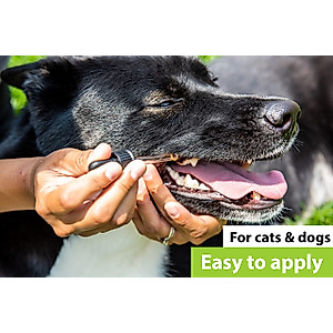 Dr. Judy Morgan's Dental Health Formula for Dogs & Cats, 1 fl oz (30 ml)