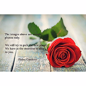 Pixies Gardens (1 Gallon) Wonderful Pomegranate Tree Very Large Orange Red Fruit with Red Arils and Sweet Tart Juice.