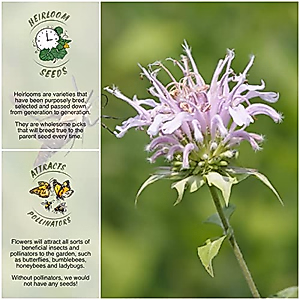 Seed Needs, Wild Bergamot Bee Balm Seeds for Planting (Monarda fistulosa) Heirloom & Open Pollinated, Attracts Honeybees, Bumblebees & Butterflies (2 Pack)