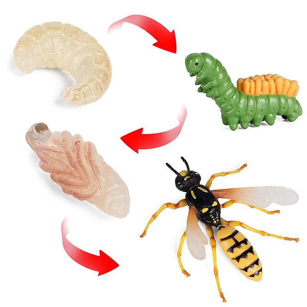 Colcolo 4Pieces Wasp Life Cycle Toy Figures Educational Children's Preschool Props