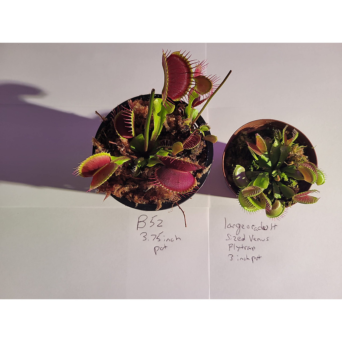 B52 Giant Venus Flytrap - Fly Trap - (Dionaea Muscipula) Carnivorous Plant 3.75 inch Pot