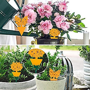 36 Pcs Gnat Sticky Traps for Plants, Fungus Gnat Sticky Trap Fruit Fly Traps for Indoors Orange House Plant Bug Sticky Gnat Killer Indoor, Flying Insect Traps Indoor and Outdoor Gnats Trap