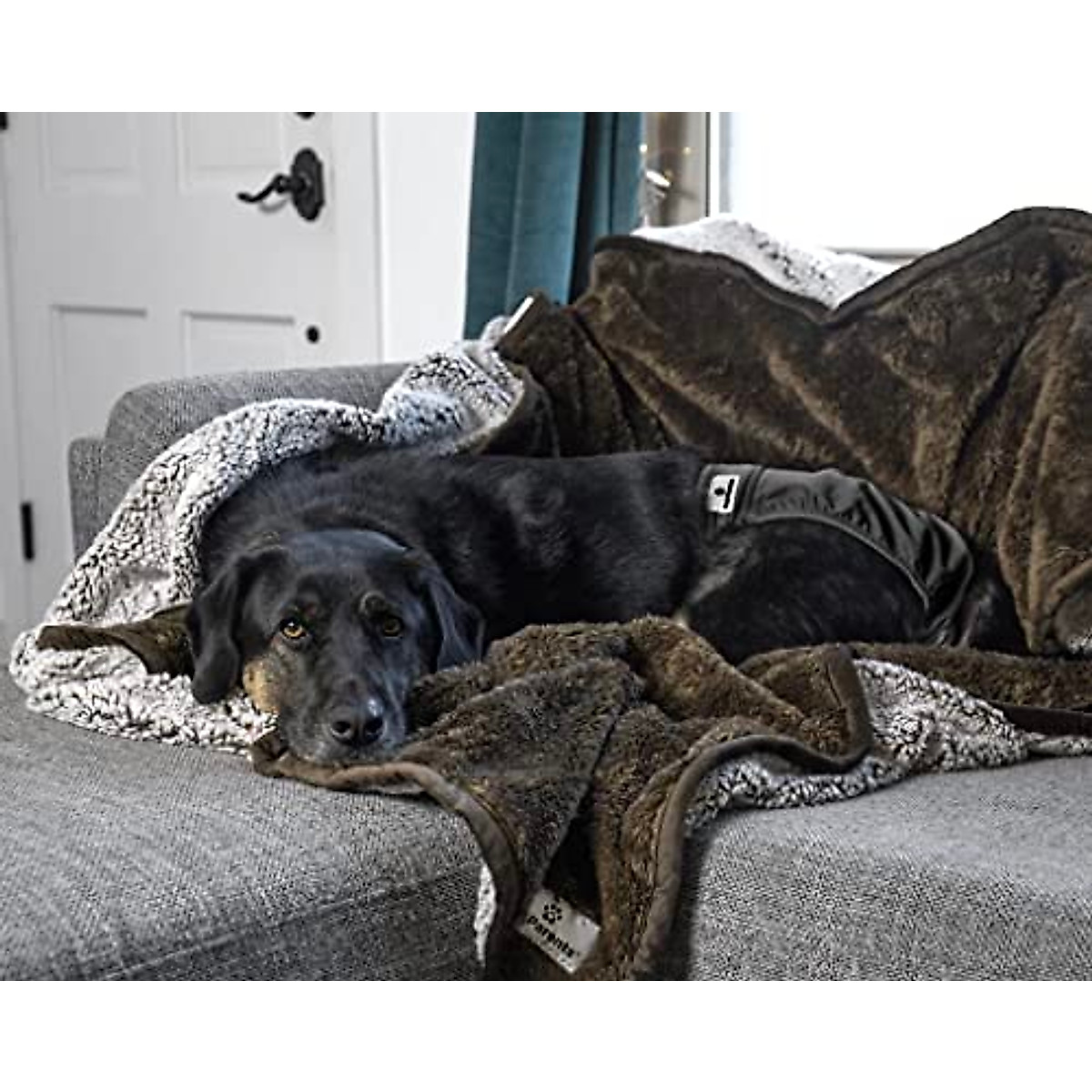 Pet Parents Premium Washable Dog Diapers & Extendrs, (3pack) of Female Dog Diapers & Male Dog Diapers, Color: Black, Size: Medium Dog Diapers