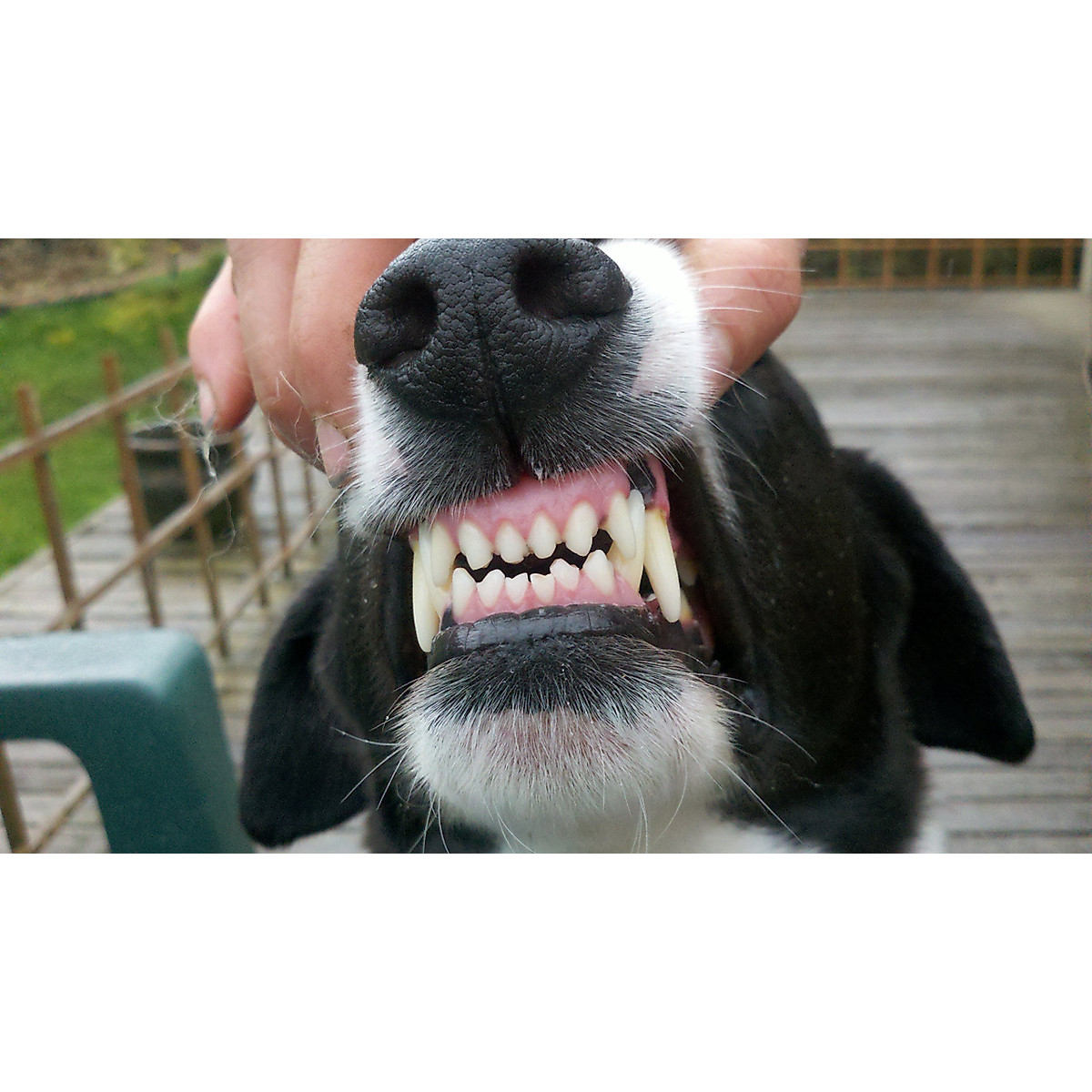 Dog Dental Treats Large Breed - Dog Teeth Health Care - Advanced Complex - Eliminate Bad Breath Plaque Build UP - Healthy Gums - Vitamin b12 for Dogs - 120 Tablets (2 Bottles)